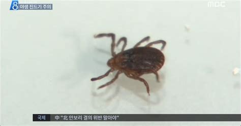 목숨까지 위험 봄철 나들이 야생진드기 주의