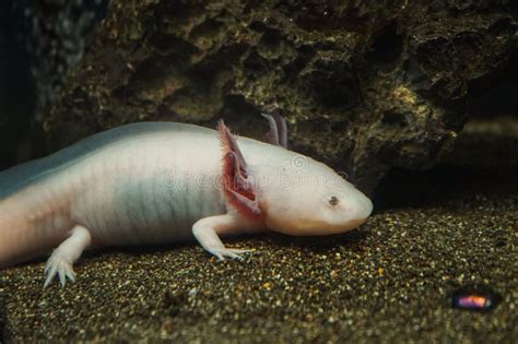 Albino Axolotl