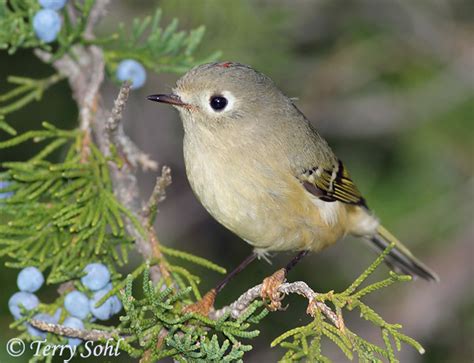 Ruby Crowned Kinglet Nest