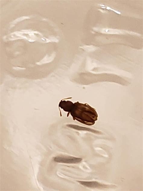 What Type Of Bugs Are These R Whatsthisbug