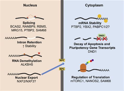 Rna Processing