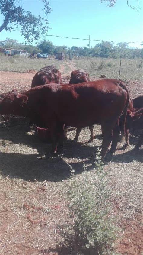 Lovers Mohlala I Went Broke After Football And Live On A Farm With