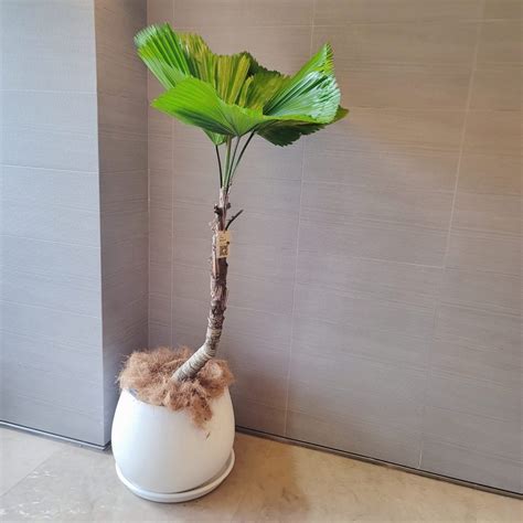 2024 開幕盆栽送花送禮首選 盆空間 Flower Plant Studio