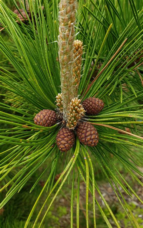 66 Square Feet Plus Pine Cone Jam