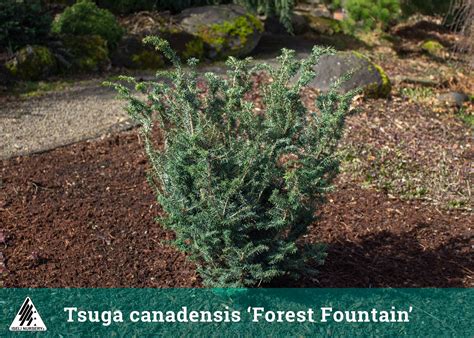 Iseli Nursery Iseli Nursery Added A New Photo