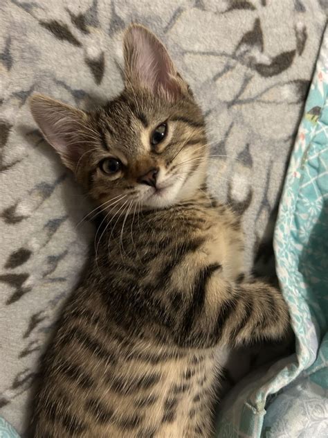 Котенята: 300 грн. - Коти Київ на Olx