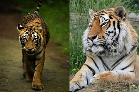 Hunting Techniques And Prey Preferences Of Bengal Tiger Big Cats