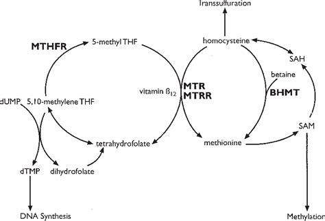 Figure 1 From Genetic Variation In Folate Metabolism Impact On