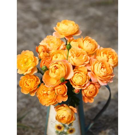 灌木月季藤本花苗阳台盆栽庭院花园地栽玫瑰植物瑞典女王土球发货 虎窝购