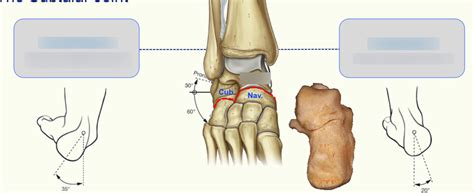 Subtalar Inversion Eversion