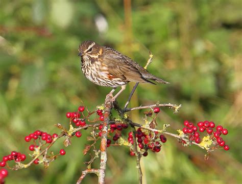 Redwing Bempton RSPB Alan J Walkington Flickr