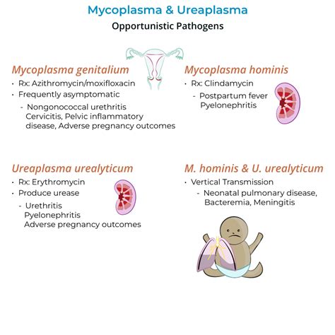 Ureaplasma Infection