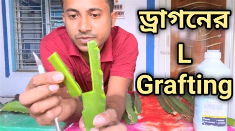 ড্রাগন গাছের L Grafting পদ্ধতি L Grafting Method Of Dragon Tree Youtube
