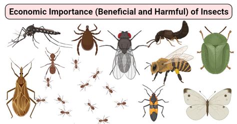 Class Insecta Examples