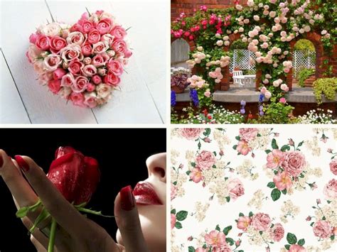 101 Hình ảnh Hoa Hồng đẹp Tải Miễn Phí