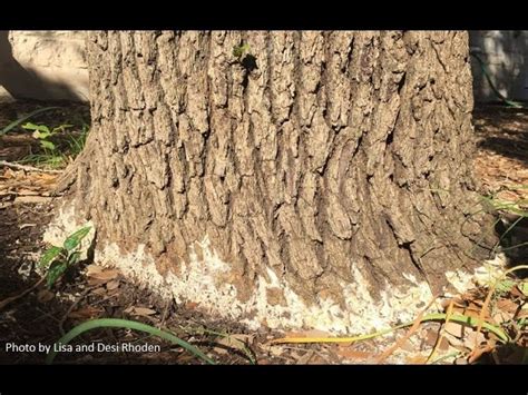 Hard Fungus At Base Of Tree