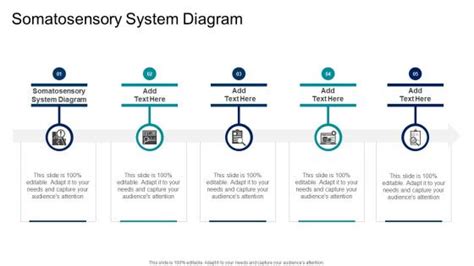 Somatosensory System Diagram Powerpoint Templates Slides And Graphics