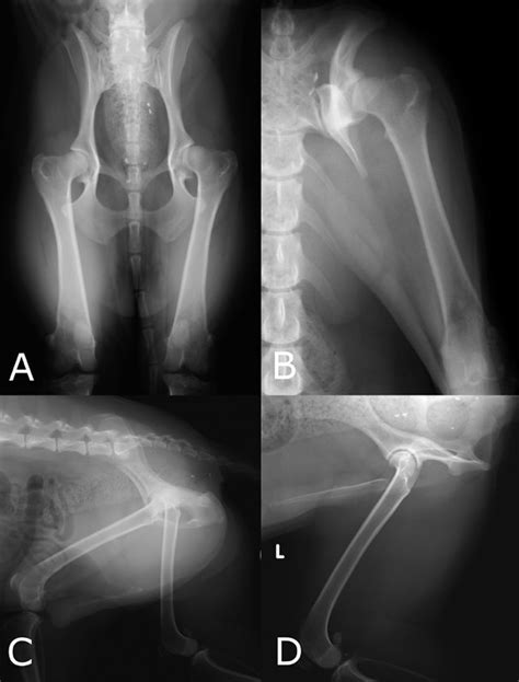 Preoperative Radiographic Ventrodorsal Extended Hip Joint View