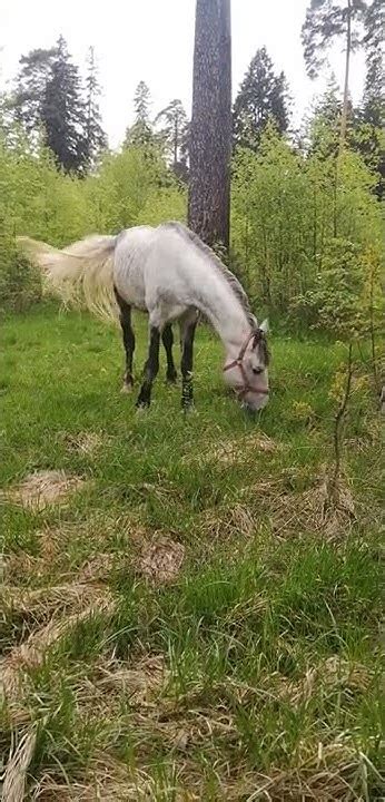 ЛОШАДЬ КУШАЕТ ТРАВУ🐎☘ Youtube