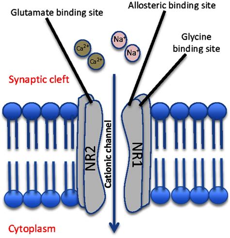 Schematic Representation Of A Typical Nmda Receptor The Nmda Contains