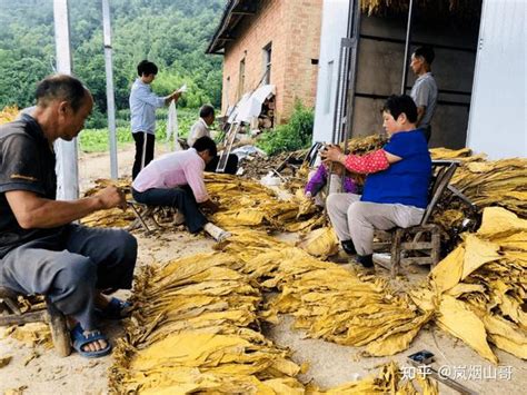 实录烟农烟草种植过程 知乎