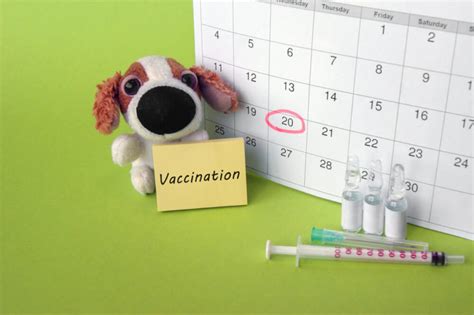 【獣医師監修】犬の予防接種の時期を知ろう！何歳から何歳まで必要なの？接種スケジュールも解説 ペットニュースストレージペット保険のペット