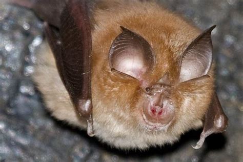 Contact Your Local Bat Group Support Bats Bat Conservation Trust