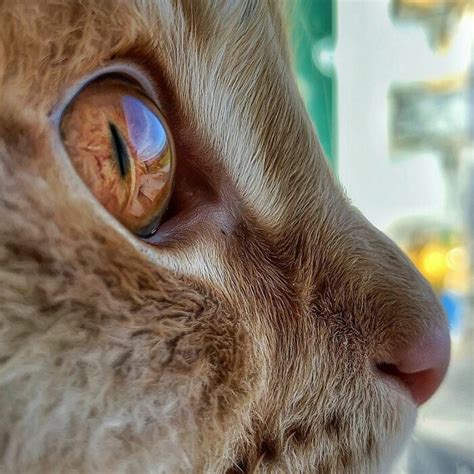 Woman Documents The Life Of Her Cats And Its Probably The Cutest Thing