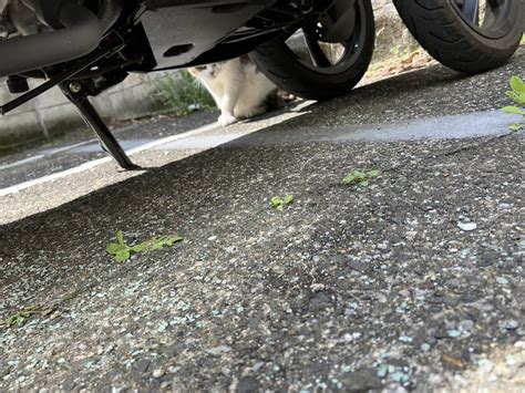 さわいめぐみ 新宿区政策委員🐾れいわ新選組 On Twitter チラシを増刷しました‼️ 可能であろう数ではなく、配りたい数を発注‼️