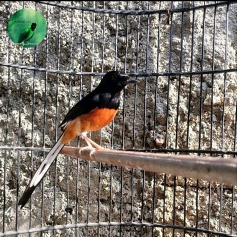 Jual Burung Murai Batu Muda Hutan Gacor Fullset Shopee Indonesia