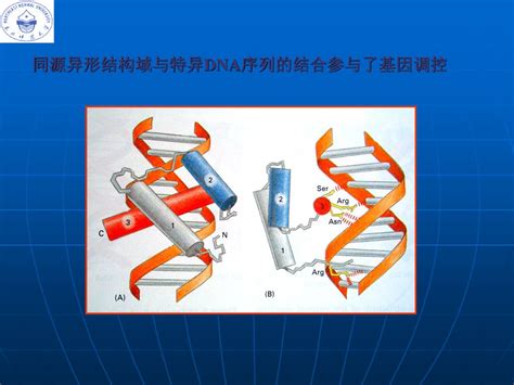 第十二章 细胞分化与基因表达调控 细胞分化 癌细胞 真核基因表达调控 专题：基因的表观遗传调控 Ppt Download