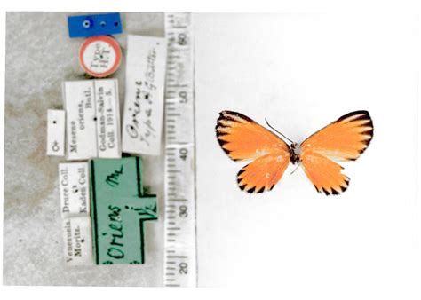 Mesene M Margaretta Type Specimens