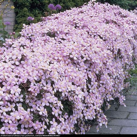 Powojnik górski odmiana różowa Clematis montana var rubens