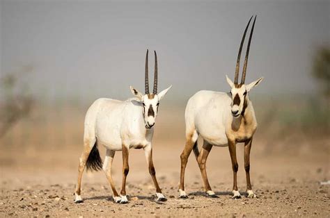 Oryx có thể đi bao lâu mà không cần uống nước Cá cảnh mini