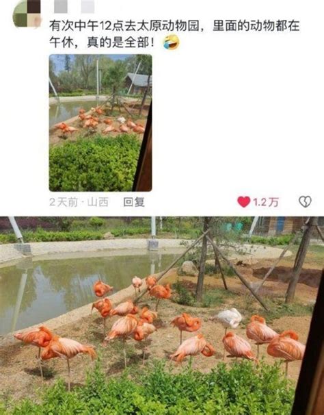 山西午睡文化已经不分物种了吗 山西的猫狗都要午睡 股城热点