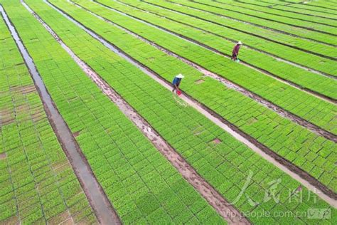 四川内江：清明时节育秧忙 人民图片网