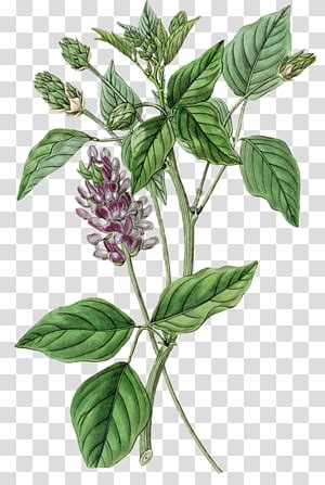 Licorice Plant Glycyrrhiza Glabra Botanical Illustration