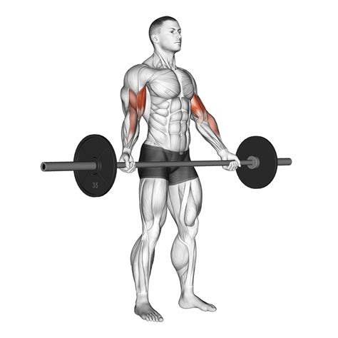 Barbell Curl