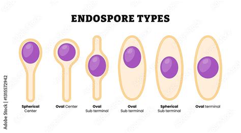 Different Types Of Endospore Types Diagram Poster Medical