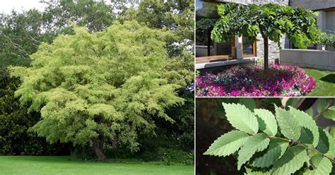 14 Best Types Of Elm Trees Elm Tree Identification Guide