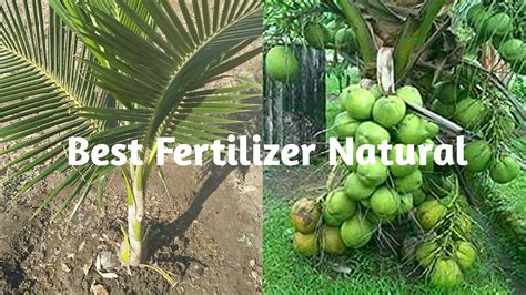 Coconut Tree Fertilizer Chart