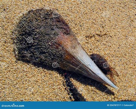 Shell Of A Giant Pinna Nobilis From The Bottom Of The Mediterranean Sea