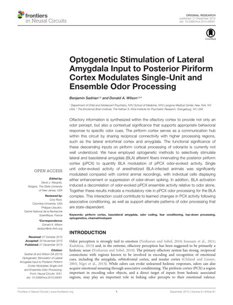Pdf Optogenetic Stimulation Of Lateral Amygdala Input To Posterior