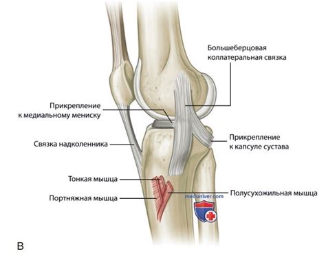УЗИ коленного сустава - принципы, этапы