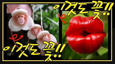 진짜일까 의심될 정도로 특이하고 신기한 모양의 꽃 Top5 Youtube