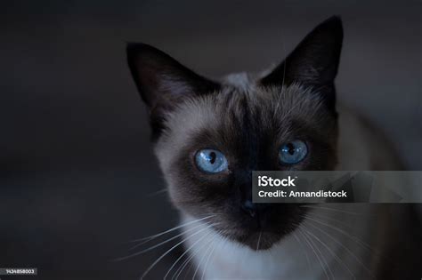 아름 다운 파란 눈을 가진 샴 고양이 카메라를 보고 귀여운 작은 새끼 고양이 0명에 대한 스톡 사진 및 기타 이미지 0명 가축 갈색 Istock