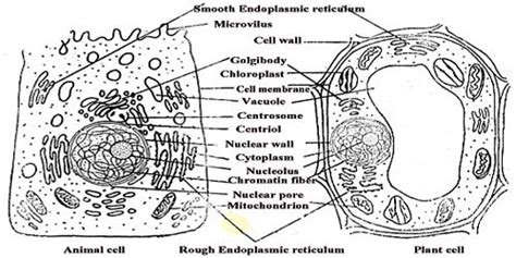 Structure Of Living Cell Qs Study