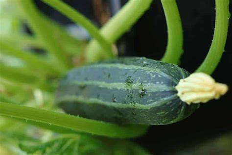 Why Grow Zucchini In A Gallon Bucket Green Thumb Gardener
