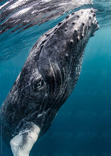 Humpback Whale Eye Humpback Whale Eye Maui Hawaii Art Print By Flip