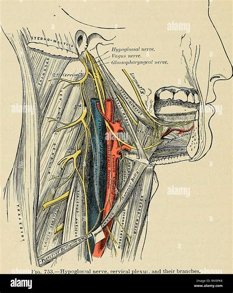Hypoglossal Nerve